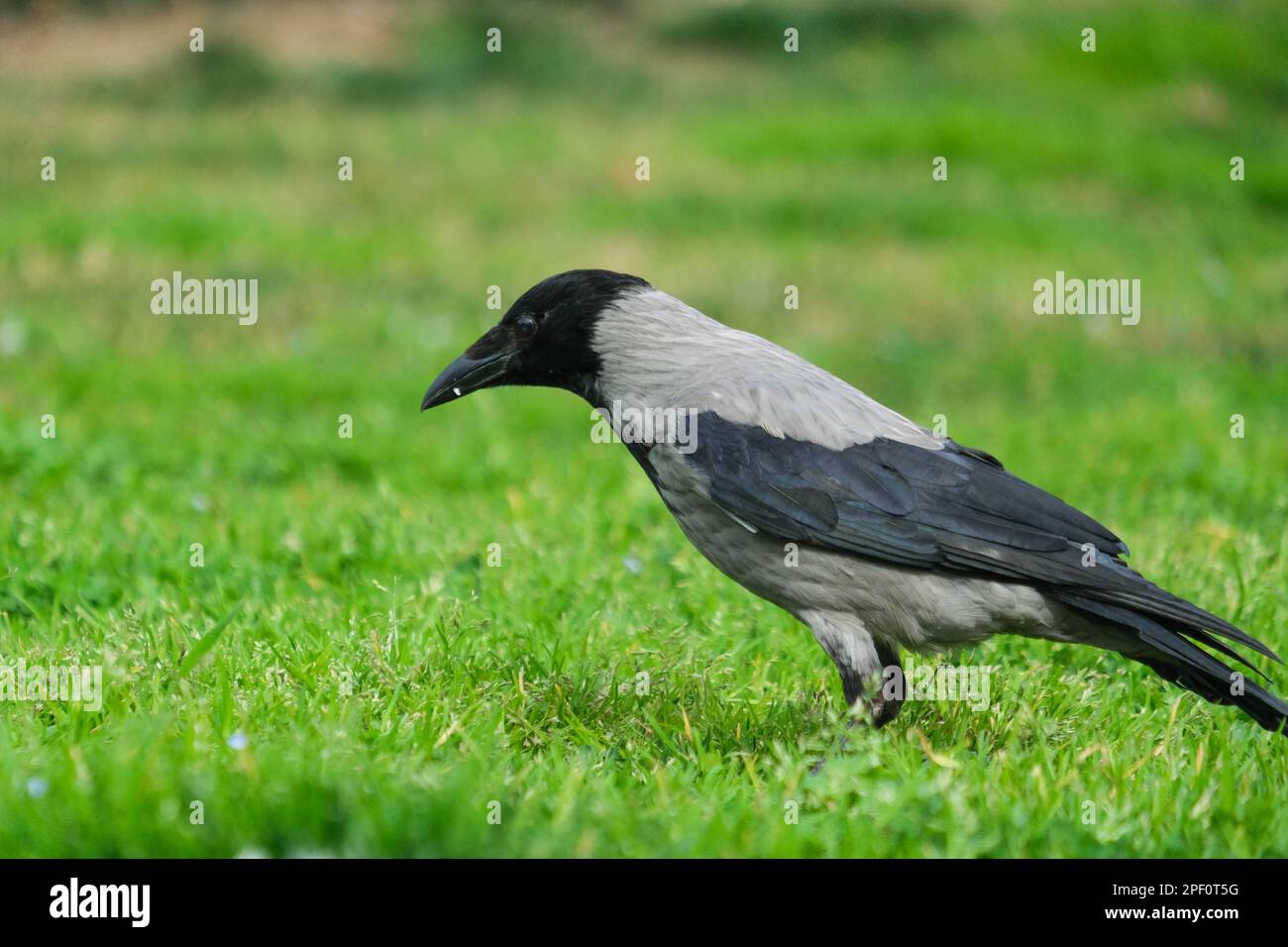 Close up black gray crow on the grass with isolated background ...