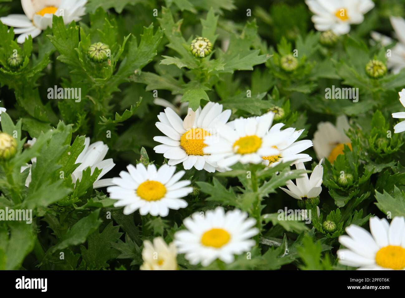Close up macro daisy flower inside green grass. New beginnings and ...