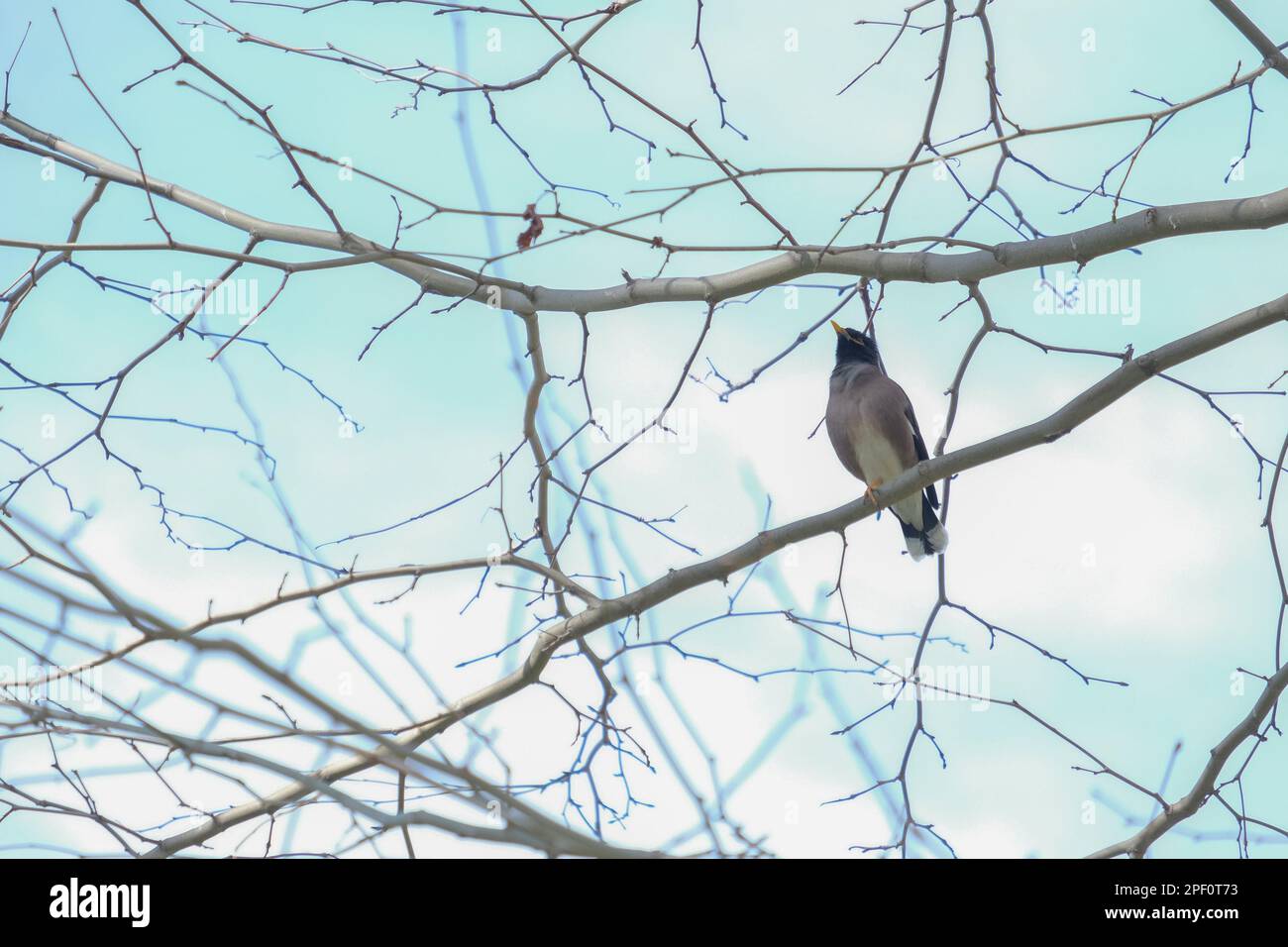 Close up sturnidae bird on the branch of tree with sky background ...