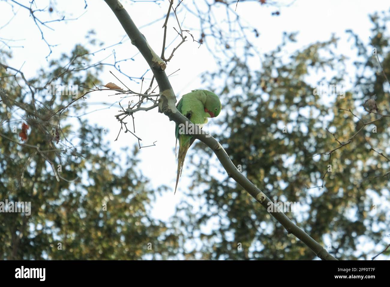 Close up green parrot with red beak sitting on the branch of tree ...