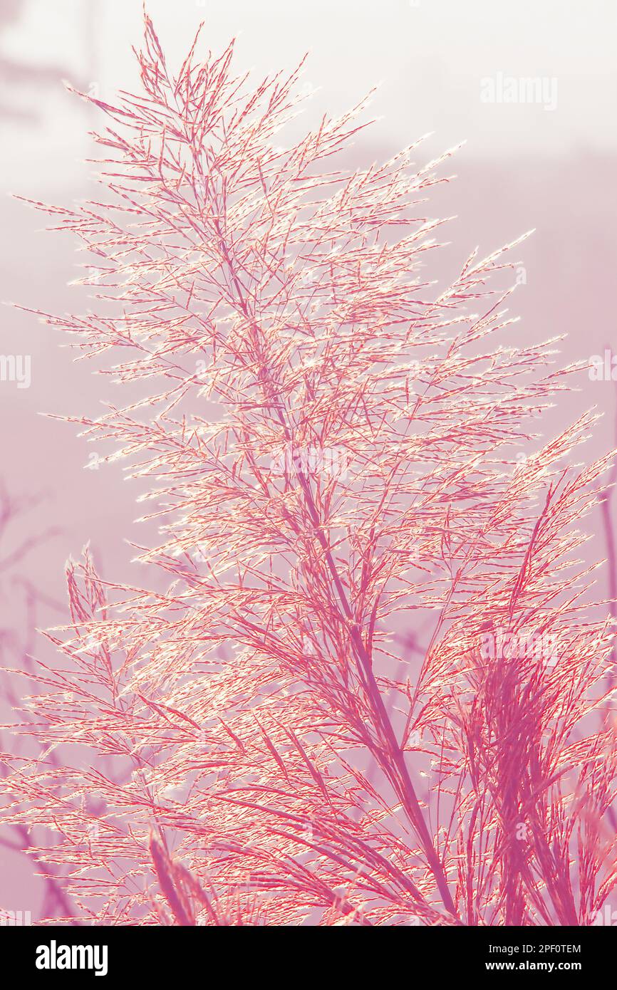 The grass swayed by the wind, the grass of the hay background, the ...