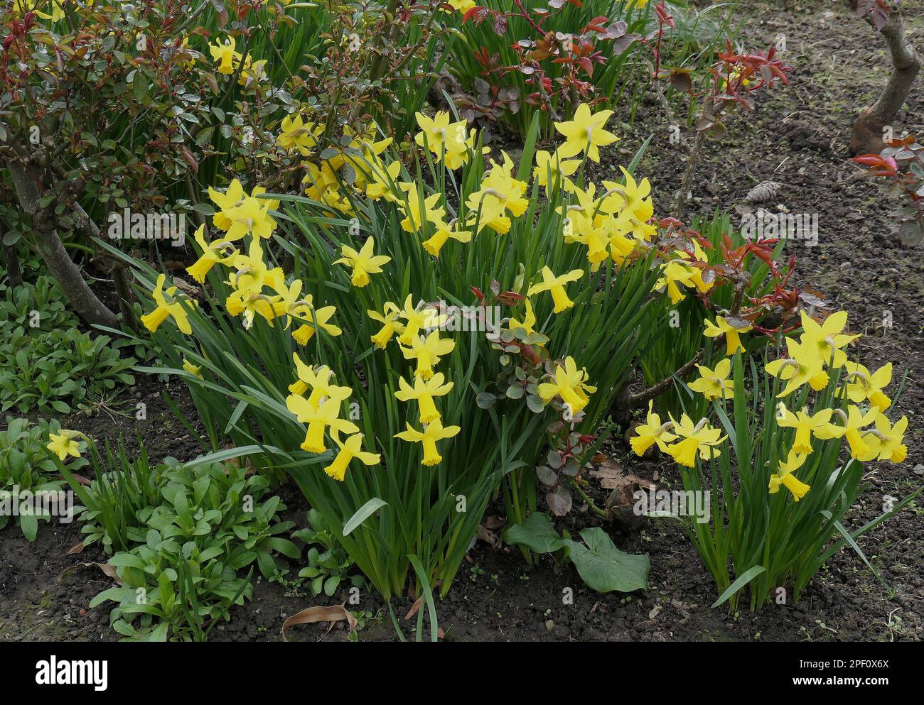 Bunches of the yellow flowering garden daffodil Tete a Tete seen ...
