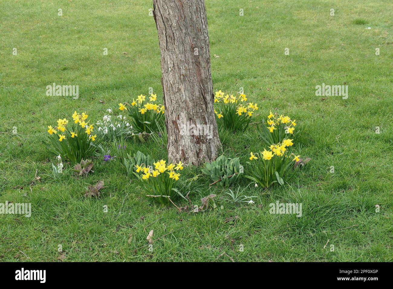Example of how to grow daffodils around a tree in the garden lawn Stock ...