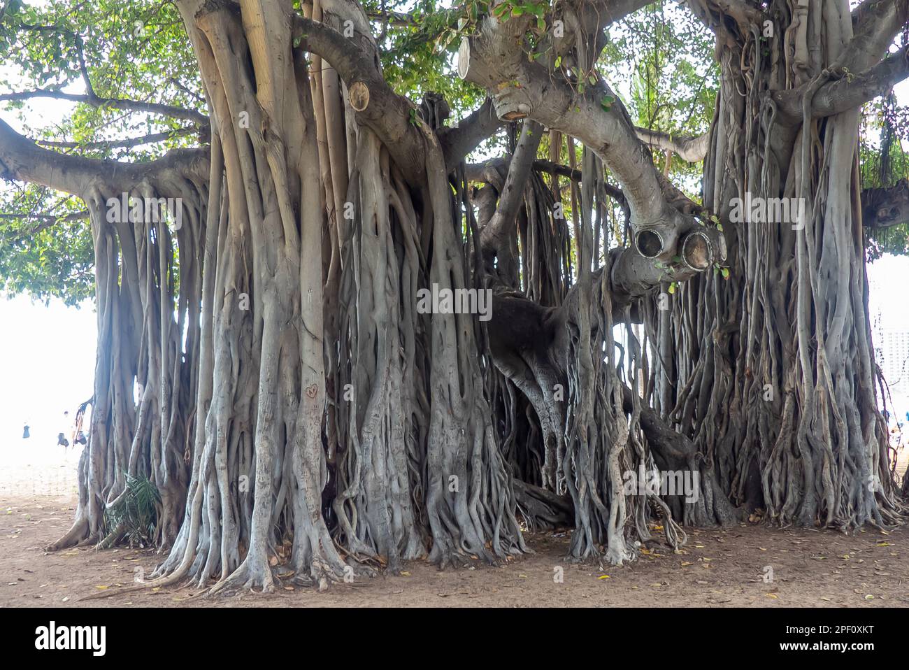 The magnificent Banyan tree (Ficus benghalensis) with it's aerial roots ...