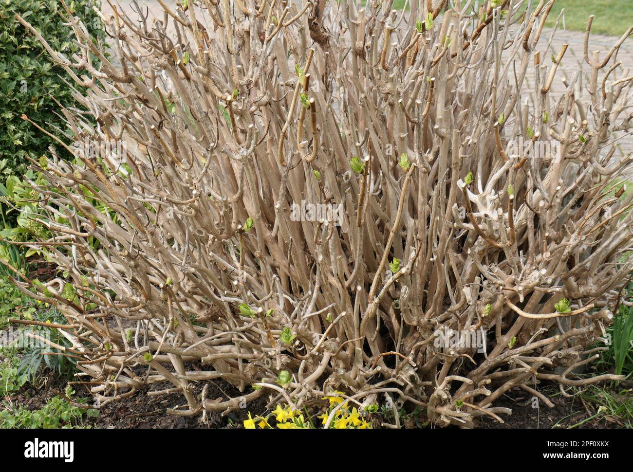 Mophead Hydrangea In Winter