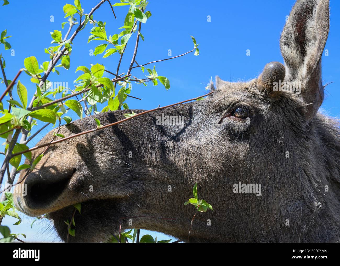 A close-up view of the head of a young elk eating the leaves of a tree ...