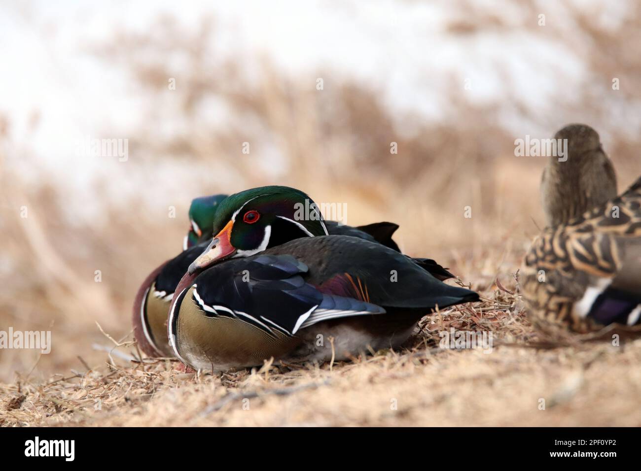 Two male wood ducks sit in grass near the edge of a lake Stock Photo ...