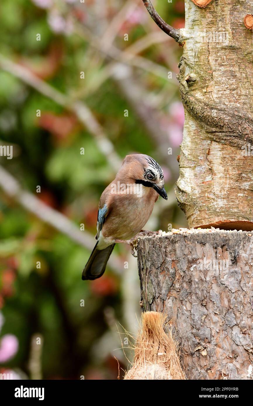 Jay ponds hi-res stock photography and images - Alamy