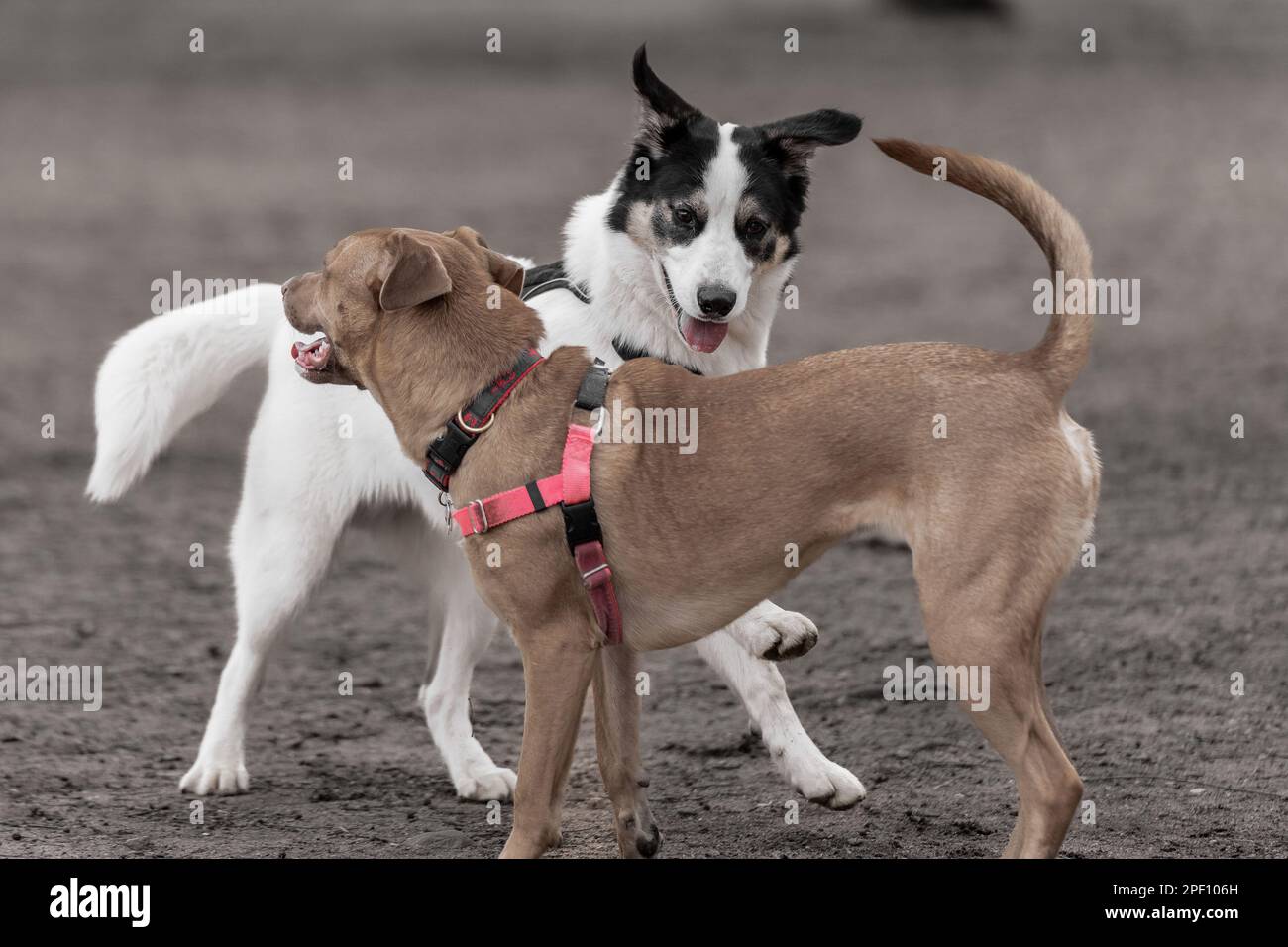 Two dogs joyfully running playing together outdoors Stock Photo - Alamy