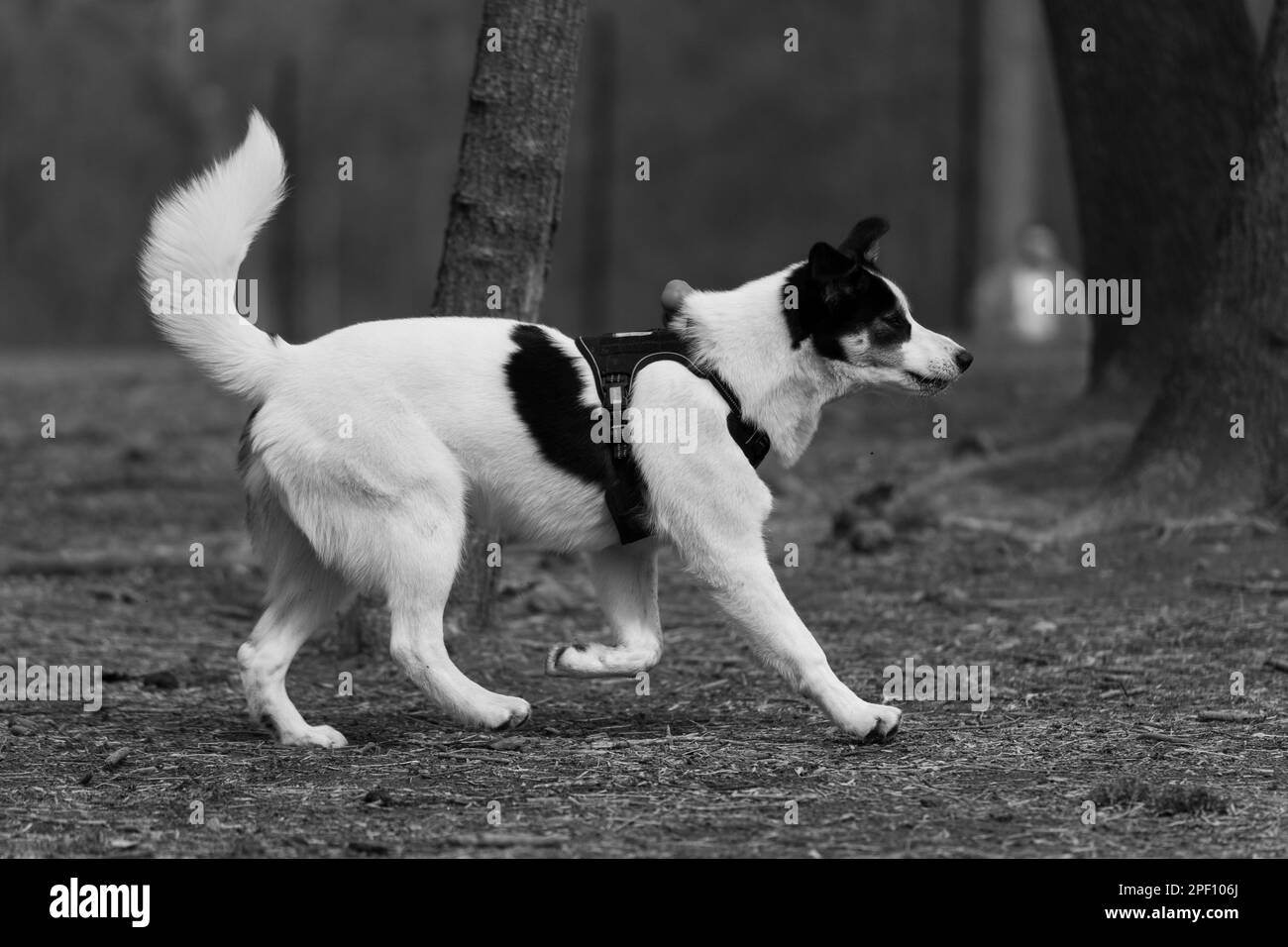 Sunny park dog Black and White Stock Photos & Images - Alamy