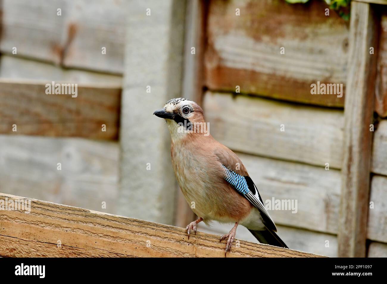 Jay ponds hi-res stock photography and images - Alamy