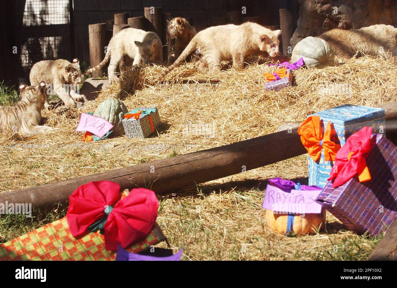 Six four-months-old white tigers play with pumpkins they received as ...