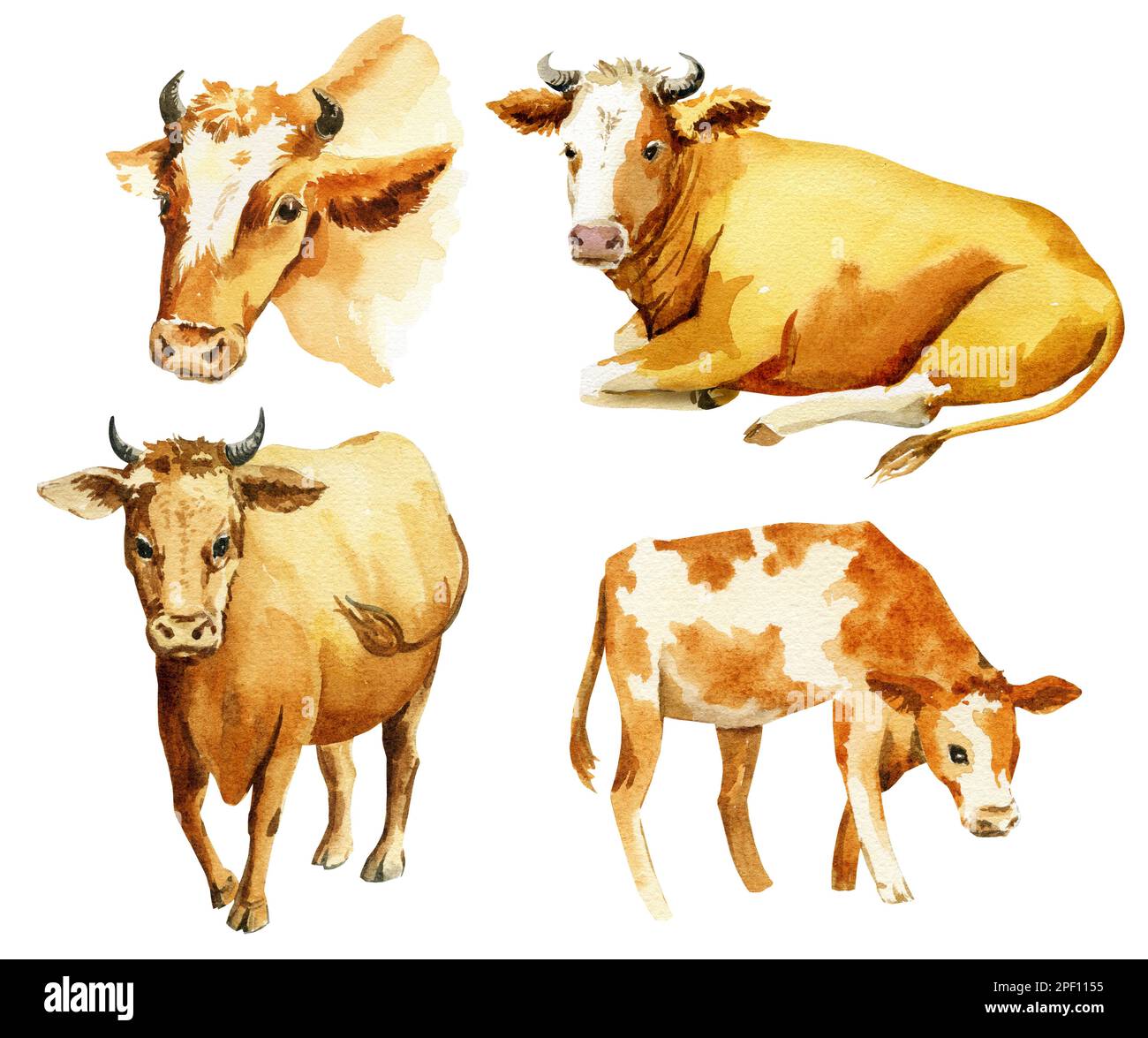 illustration of different cow with a calf, watercolor sketch of a cow ...