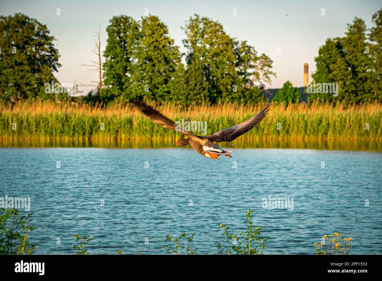 A majestic bird is captured in flight, soaring above a tranquil lake ...