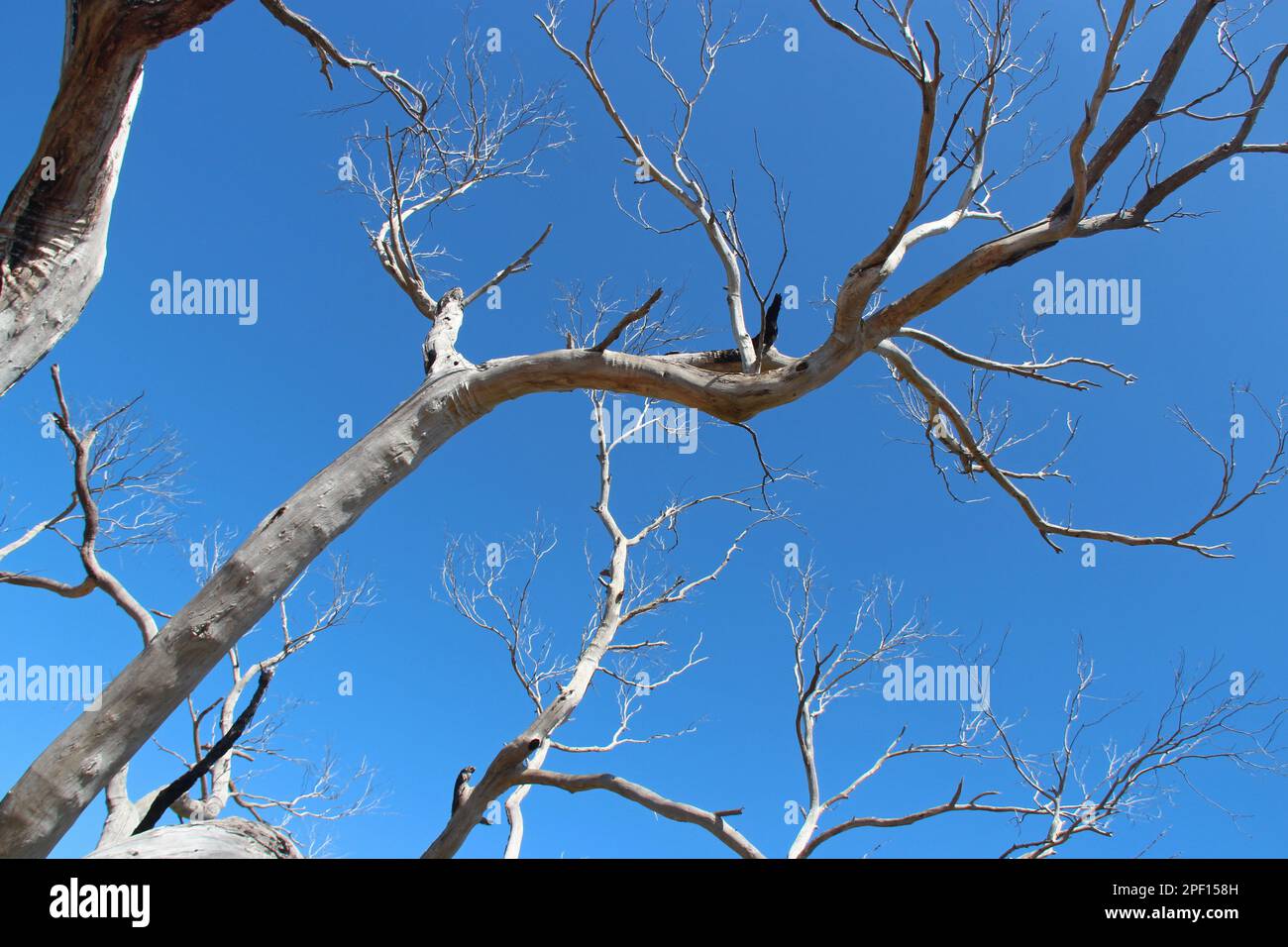 gum trees at kangaroo island in australia Stock Photo - Alamy