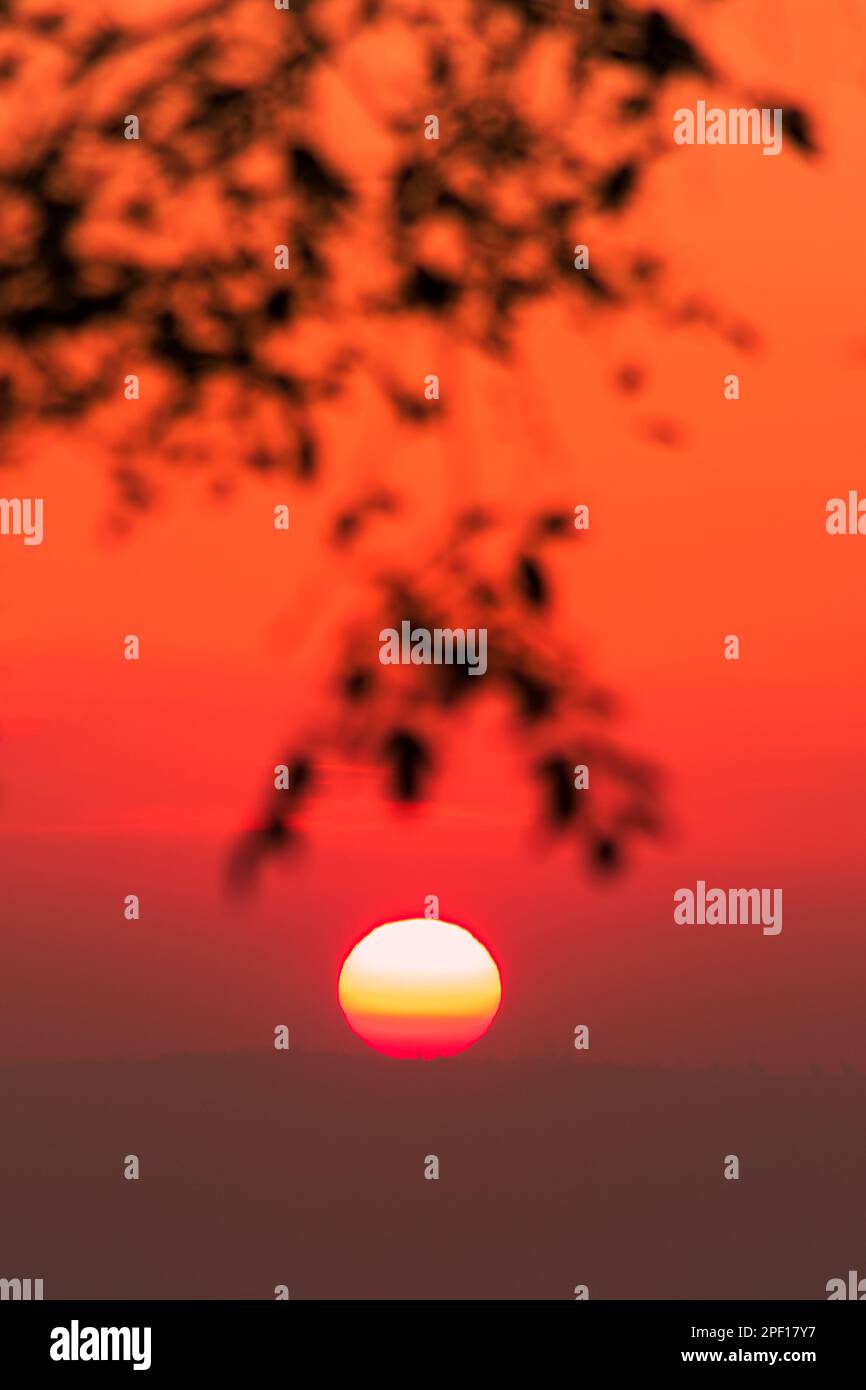 Landscape with leaves silhouette sunrise orange glow across the sky ...