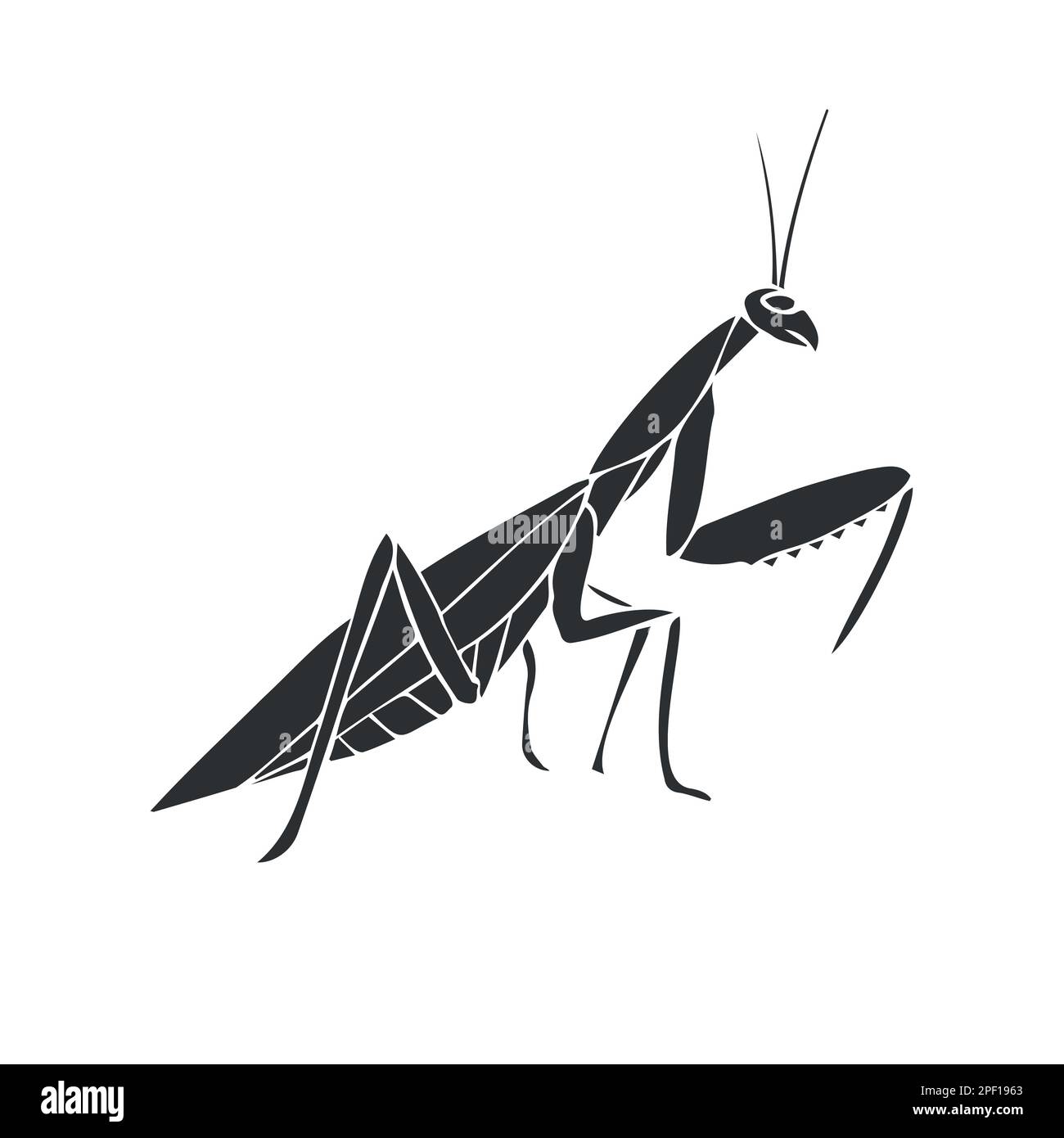 Vector hand drawn doodle sketch black mantis Stock Vector Image & Art ...