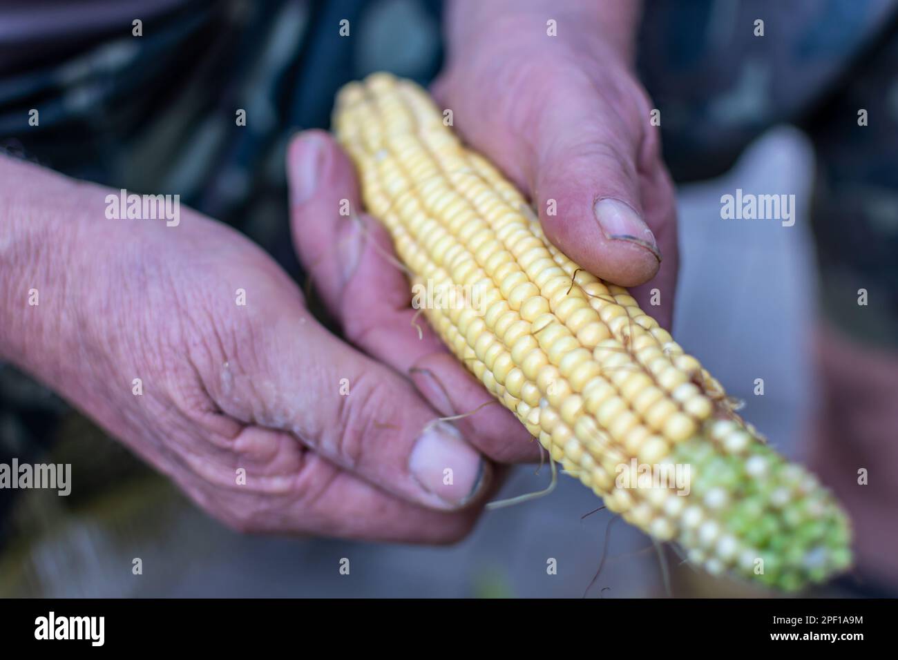 Young corn in the hands of an old man. Selective focus. The problem of ...