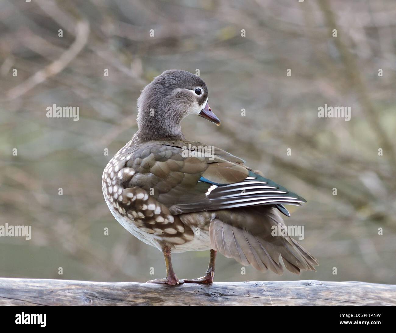 Mandarin duck - Aix galericulata female Stock Photo - Alamy