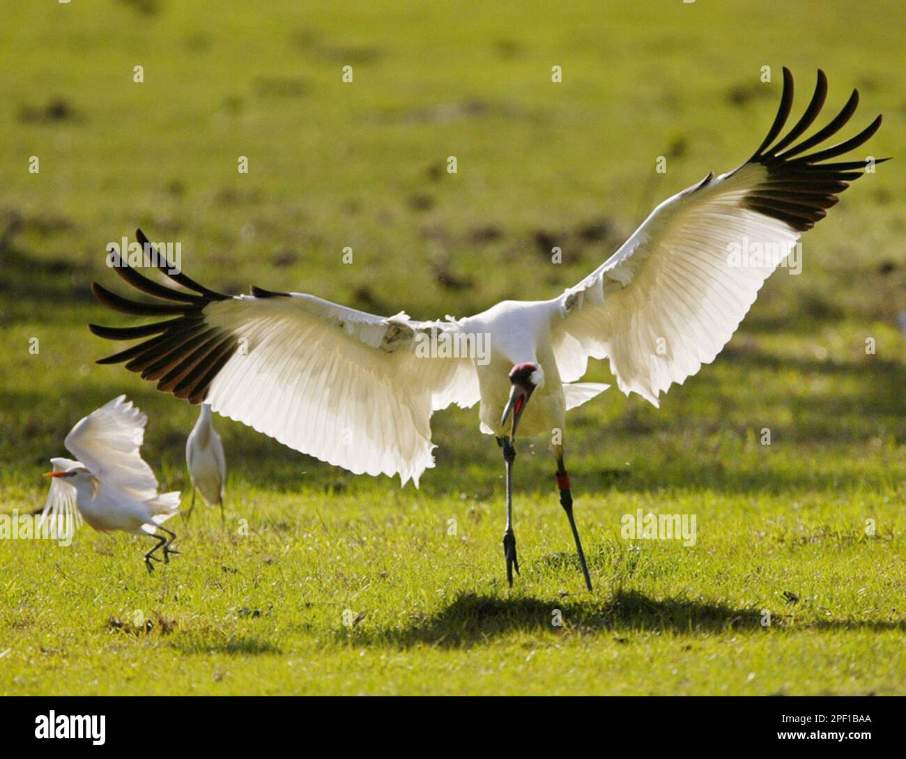 A male whooping crane exhibits agressive behavior as he spreads his ...