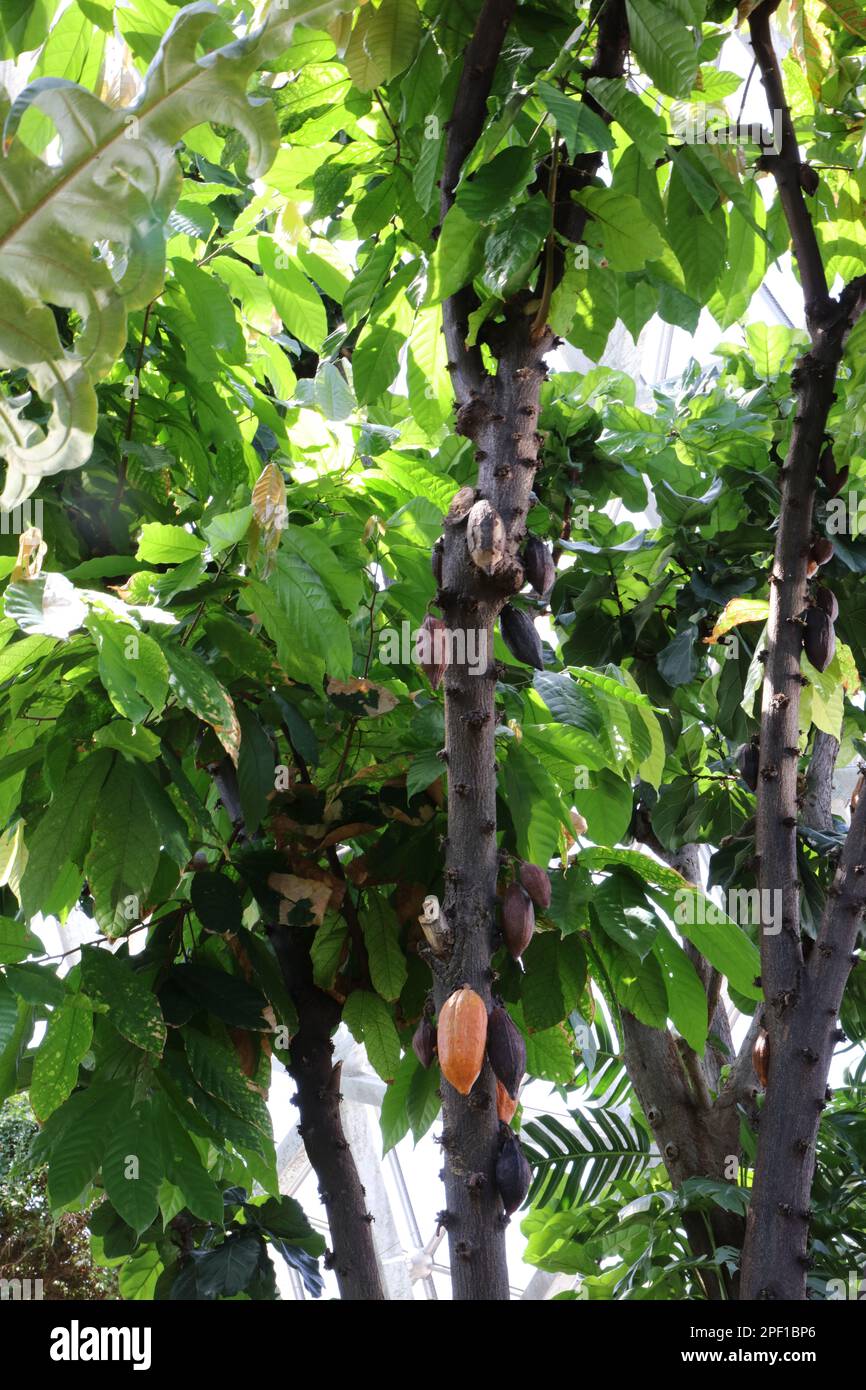 Cocoa trees, with hanging seed pods, growing in the Mitchell Park ...