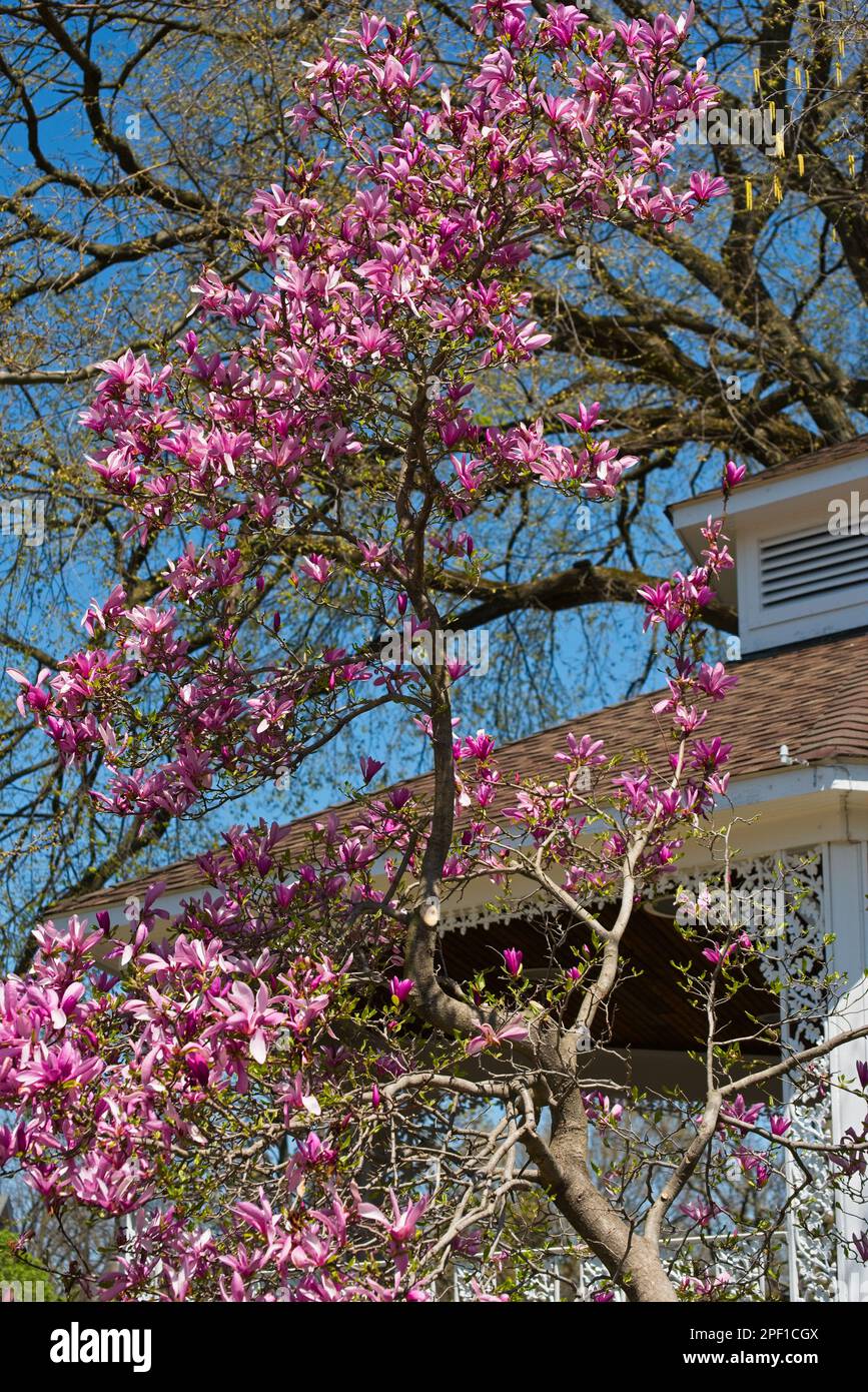 A magnolia tree blooms on a sunny spring day with a village gazebo ...