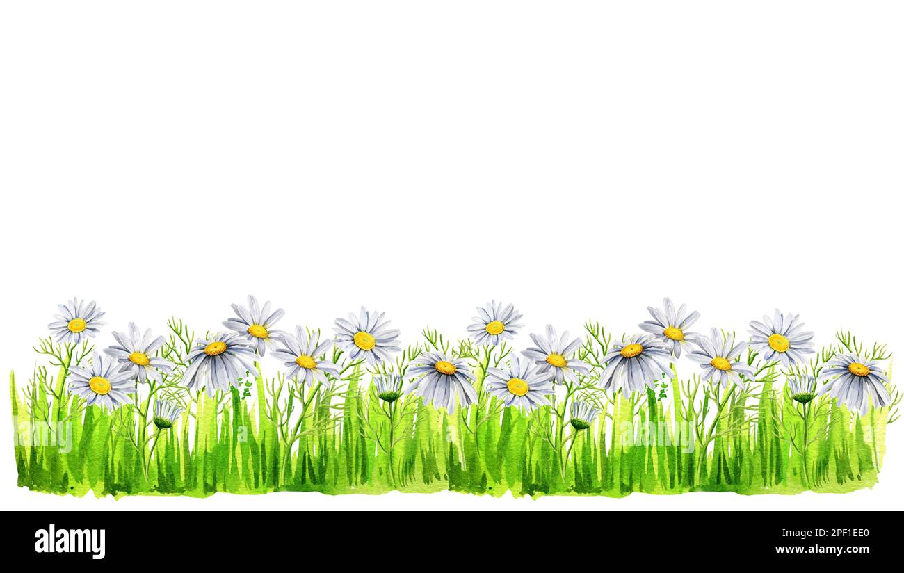 Horizontal border with watercolor daisies and grass, hand-painted ...