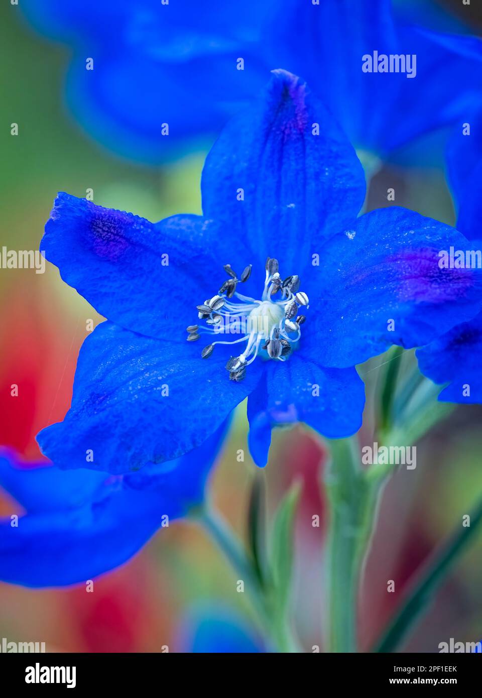 Delphinium blue butterfly hi-res stock photography and images - Alamy