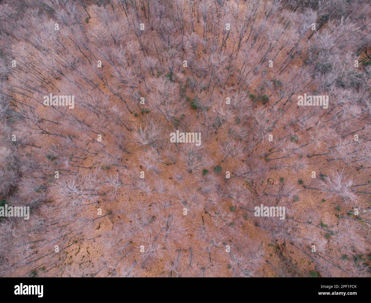 Earth trees aerial view hi-res stock photography and images - Alamy