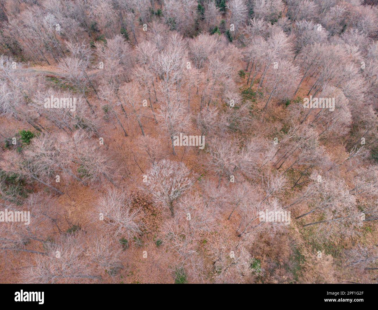 Aerial perspective forest hi-res stock photography and images - Alamy