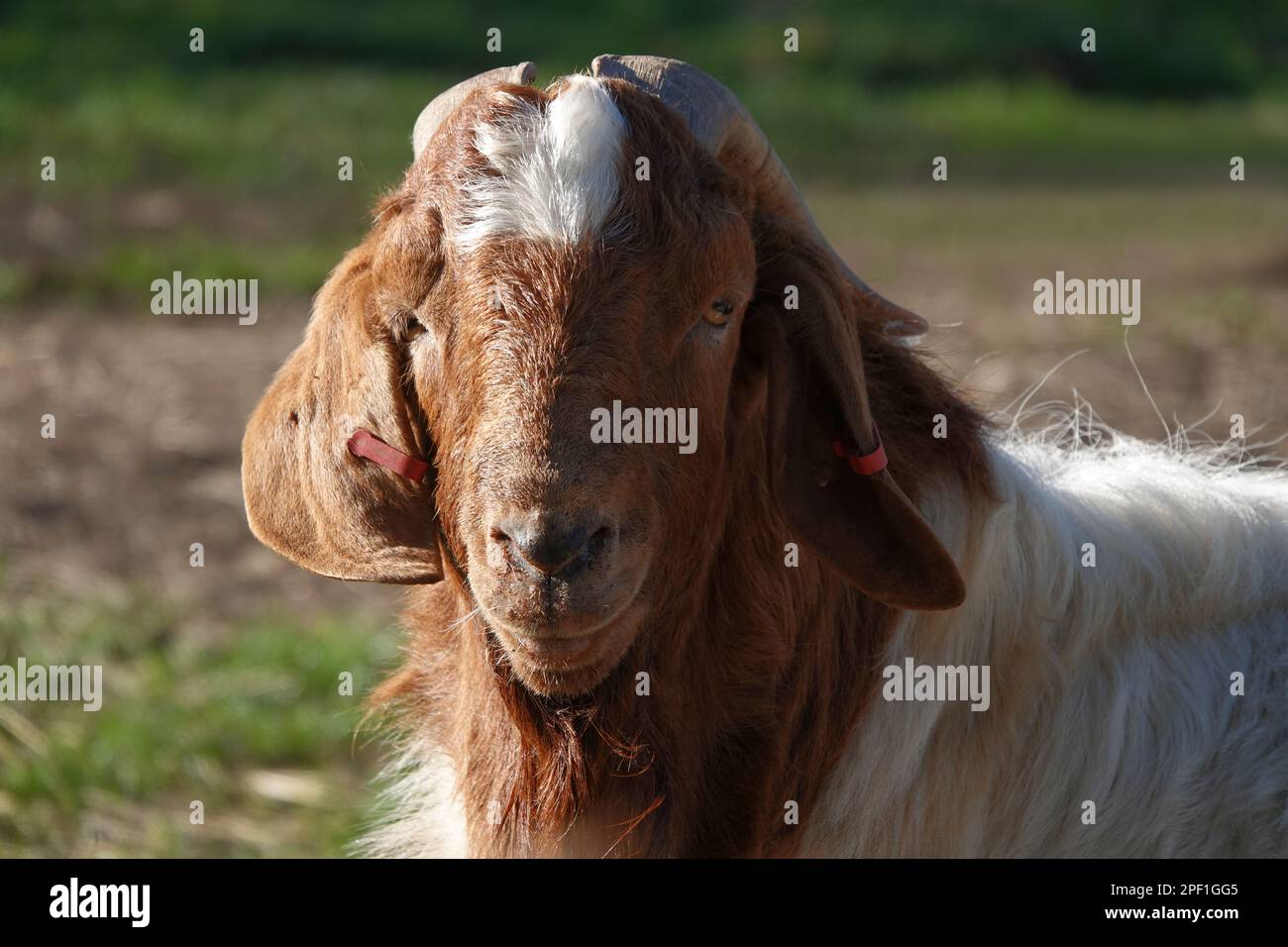 A billy Boer goat or Boerbok goat Stock Photo - Alamy