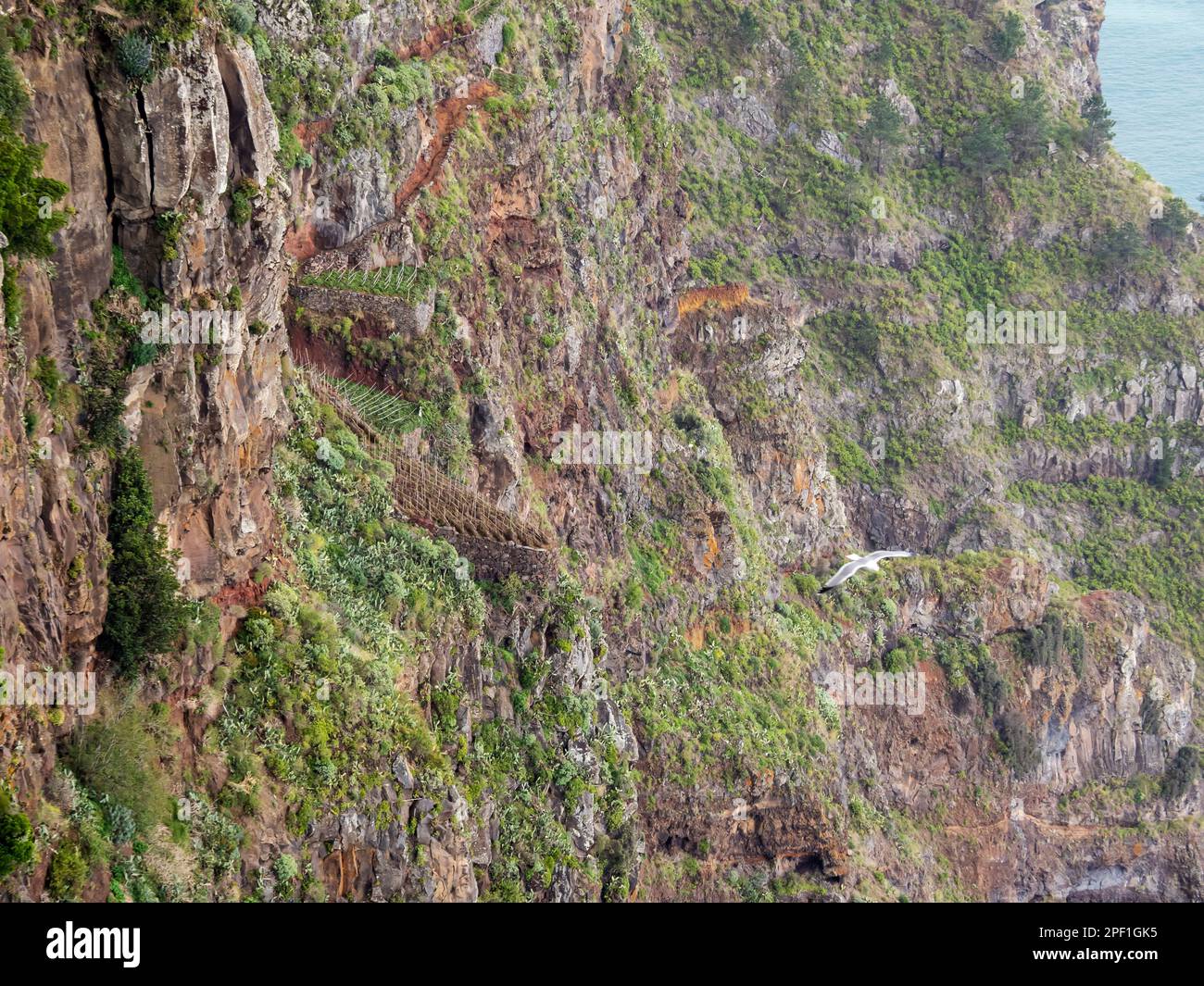 Vines growing on a constructed terrace plot on the steep sea cliffs on ...
