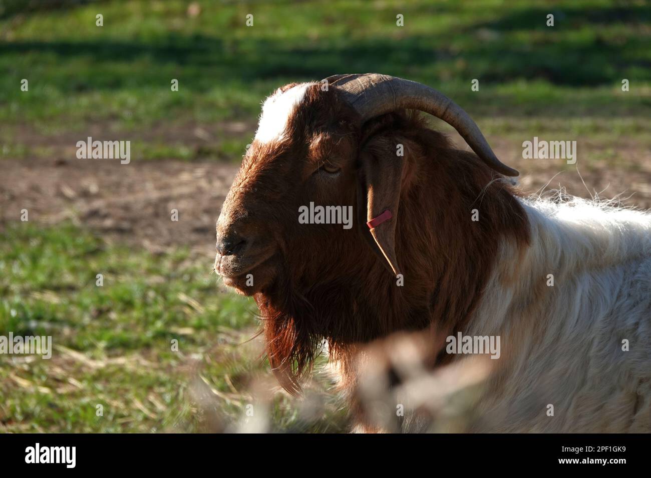 A billy Boer goat or Boerbok goat Stock Photo - Alamy