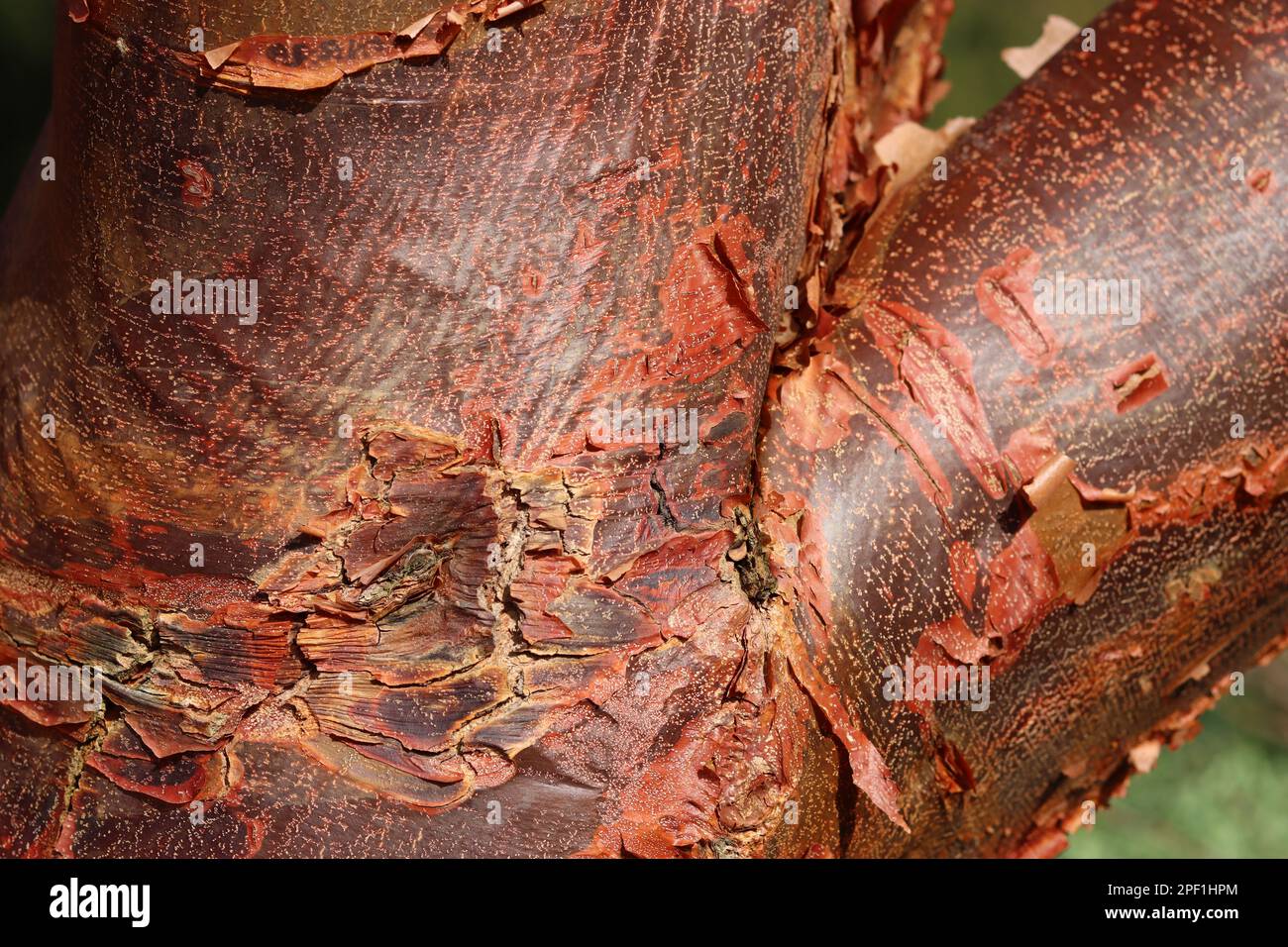 Close up of red paper bark maple tree bark Stock Photo - Alamy