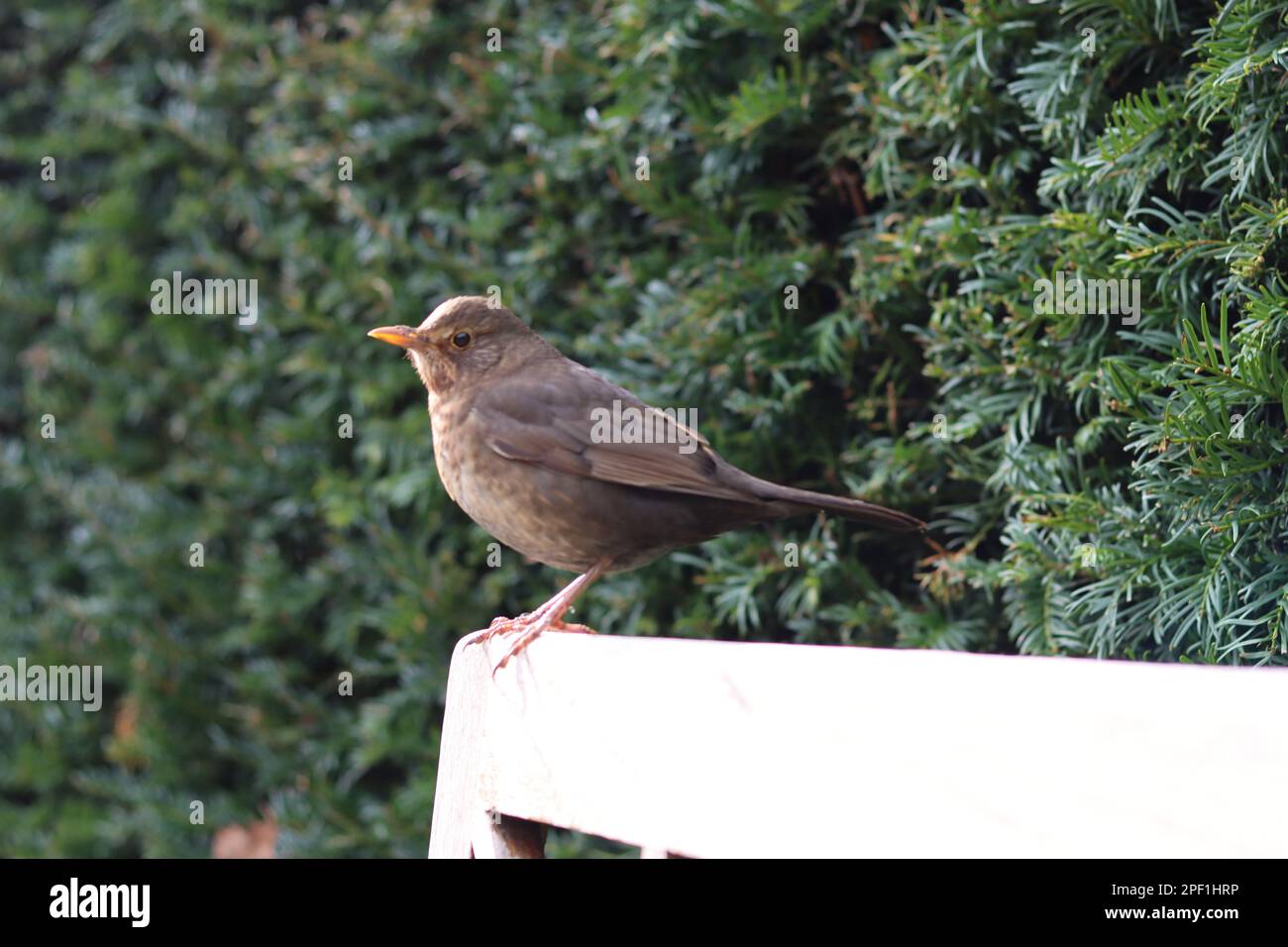 Close up of a songbird sitting on a garden bench Stock Photo - Alamy