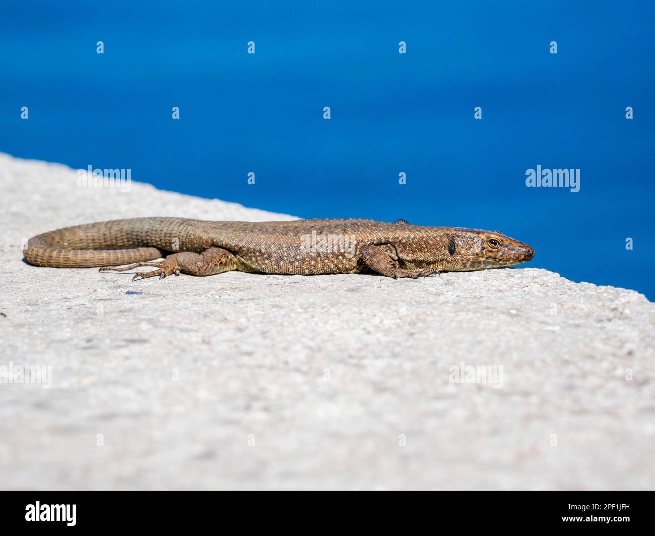 Madeiran wall lizard, Teira dugesii, in Porto Moniz on Madeira Stock ...