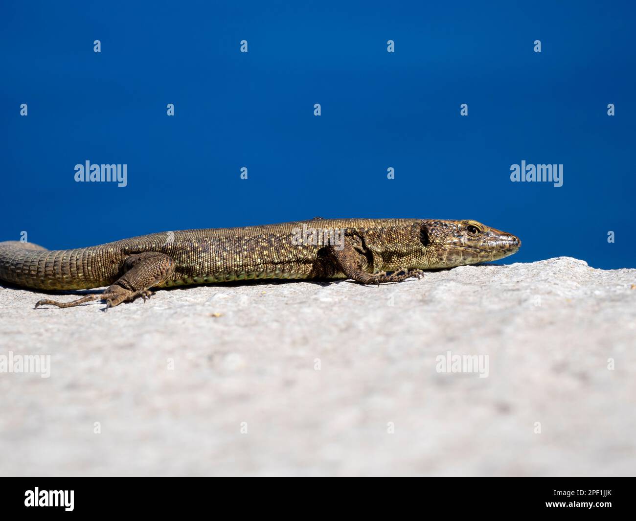 Madeiran wall lizard, Teira dugesii, in Porto Moniz on Madeira Stock ...