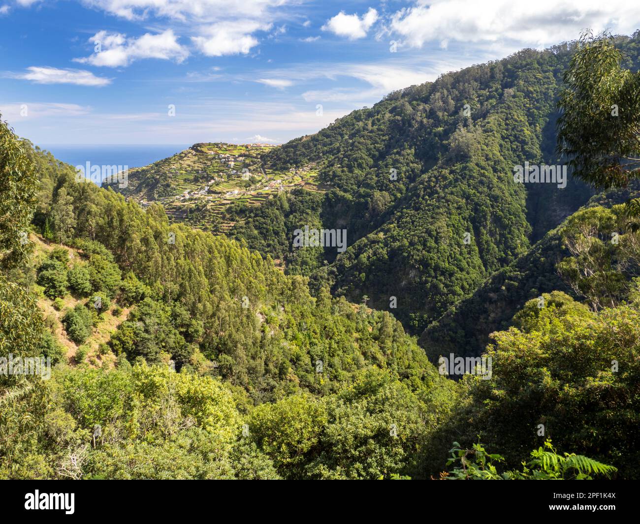 Terraced farm fields in Ribieras da Janella on Madeira with native ...