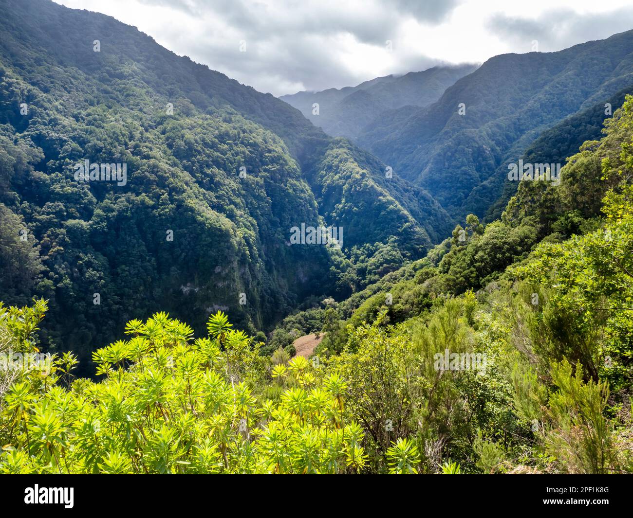 Native Laurel forest above Ribiera da Janella on Madeira Stock Photo ...
