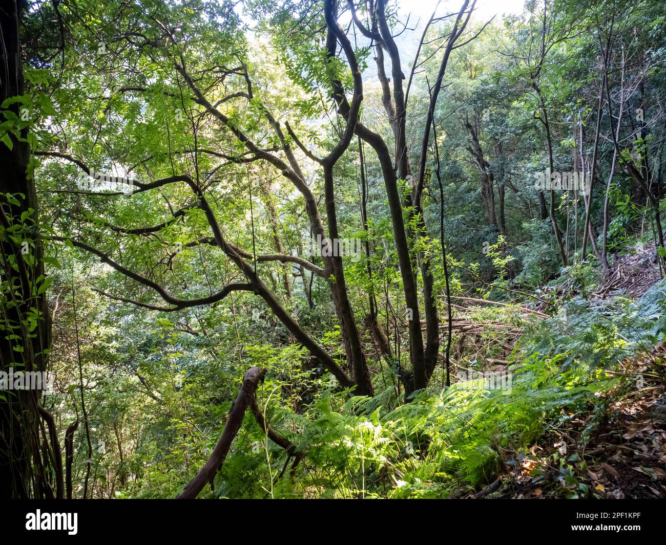 Native Laurel forest above Ribiera da Janella on Madeira Stock Photo ...