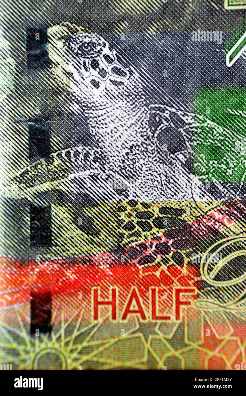 Hawksbill sea turtle closeup from the reverse side of Kuwaiti half ...