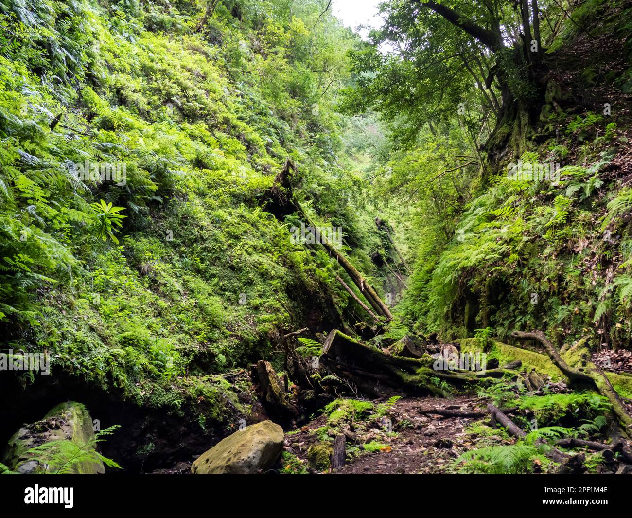 Native Laurel forest above Ribiera da Janella on Madeira Stock Photo ...