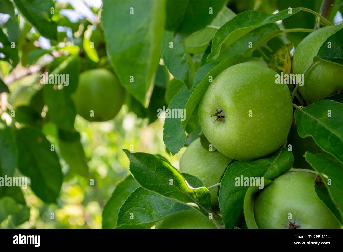 Green apples among juicy leaves on a tree in an orchard, ready for ...