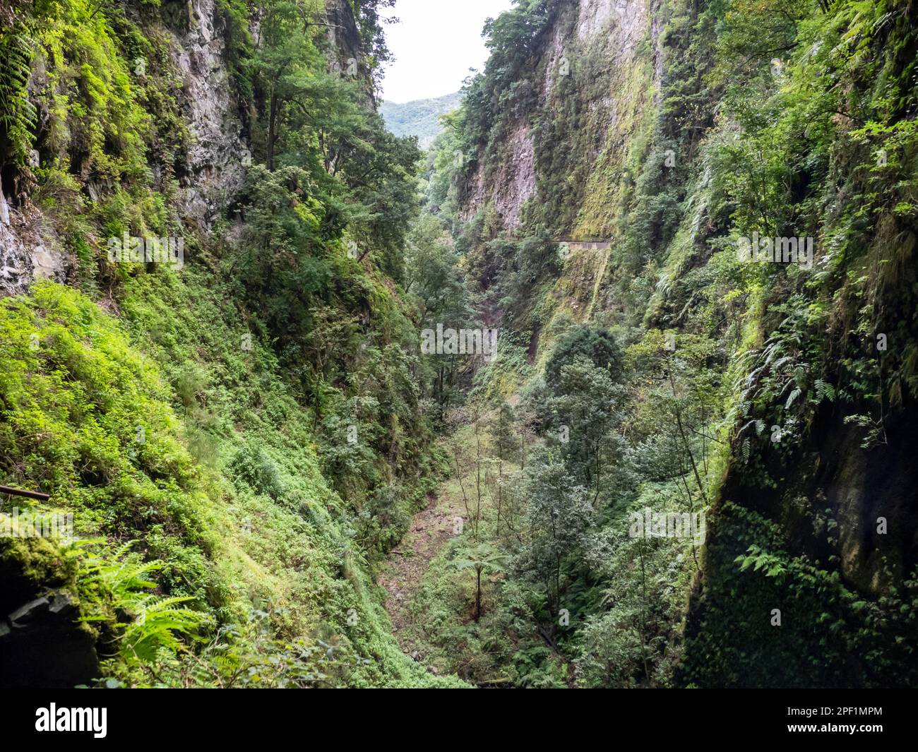Native Laurel forest above Ribiera da Janella on Madeira Stock Photo ...