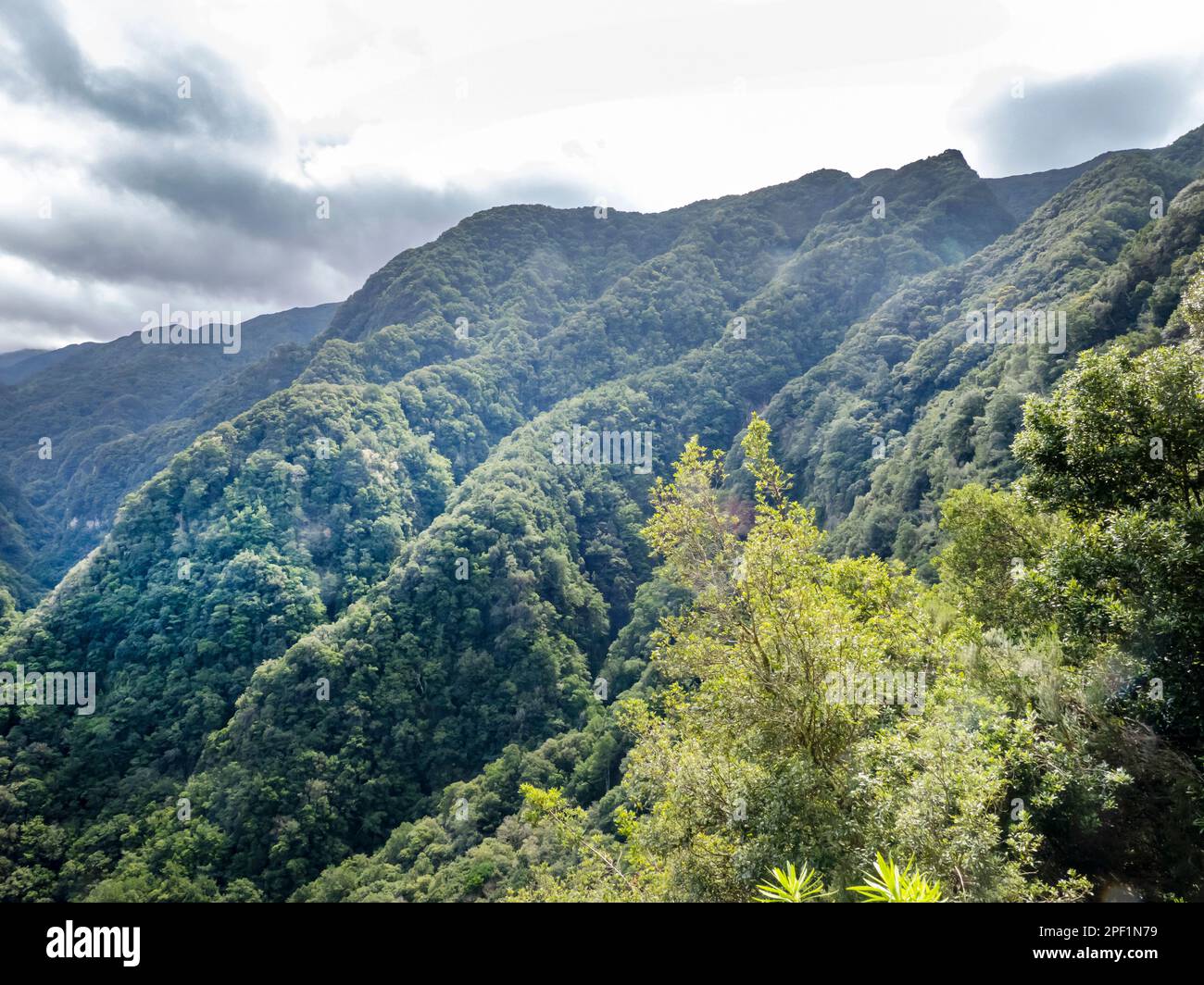 Native Laurel forest above Ribiera da Janella on Madeira Stock Photo ...
