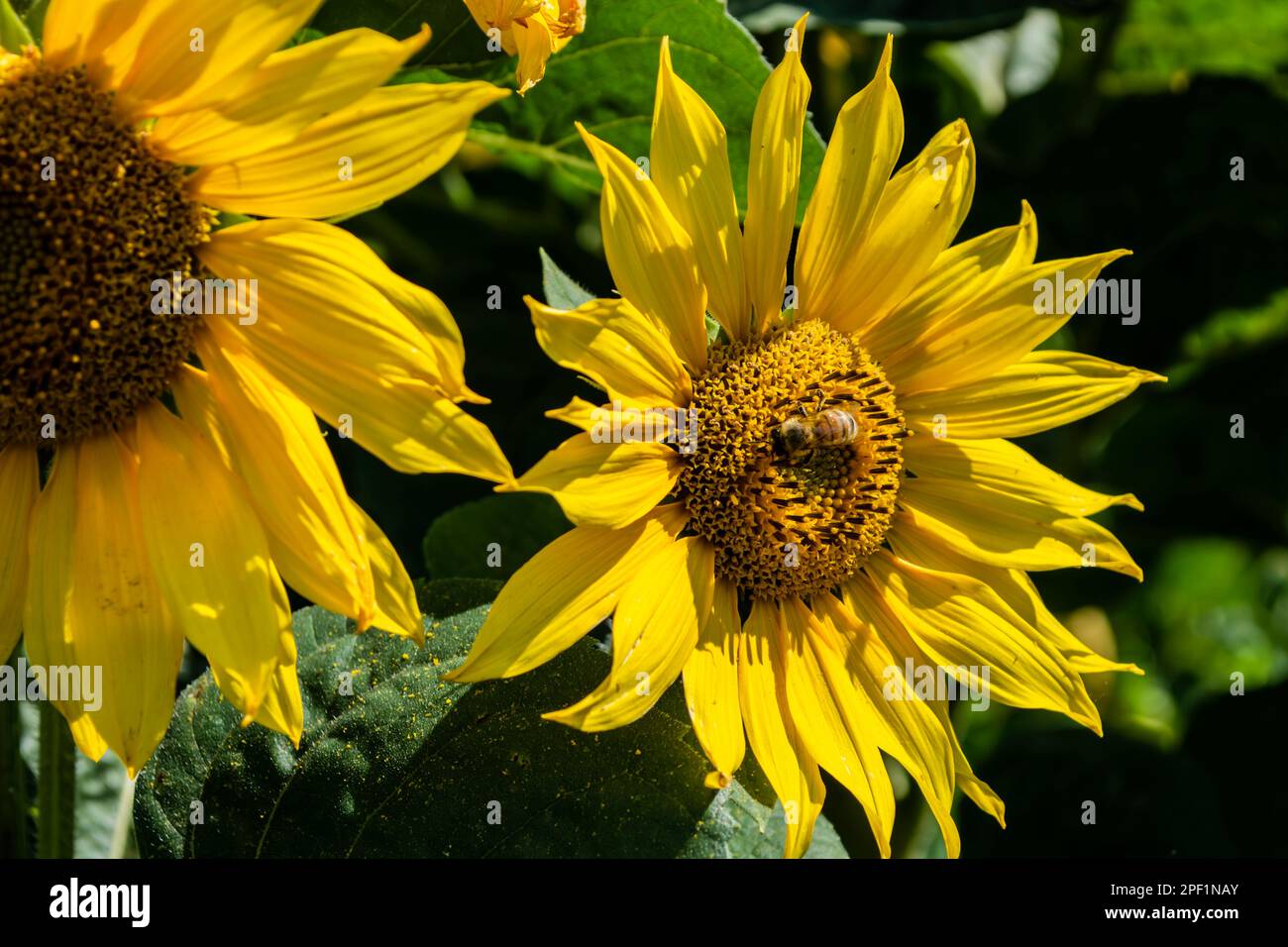 Sunflower and bee collecting nectar, pollination of flowers. Natural ...