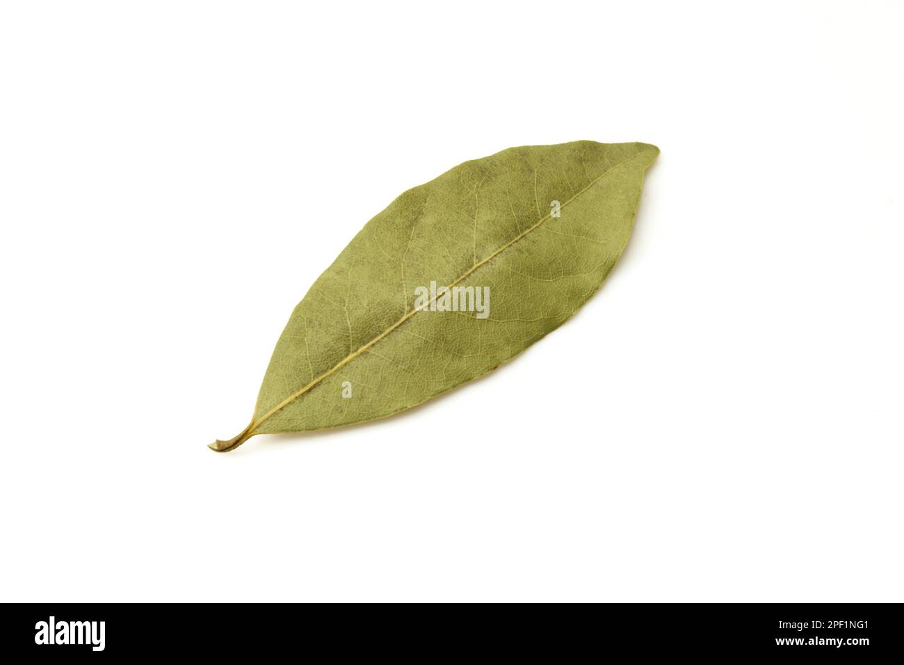 One dry laurel leaf isolated on white background. Aromatic natural food ...