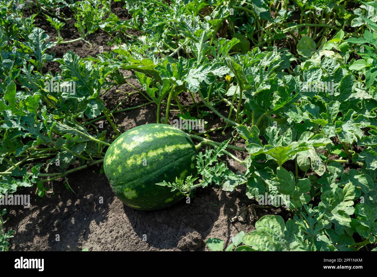 Ripening watermelon hi-res stock photography and images - Alamy