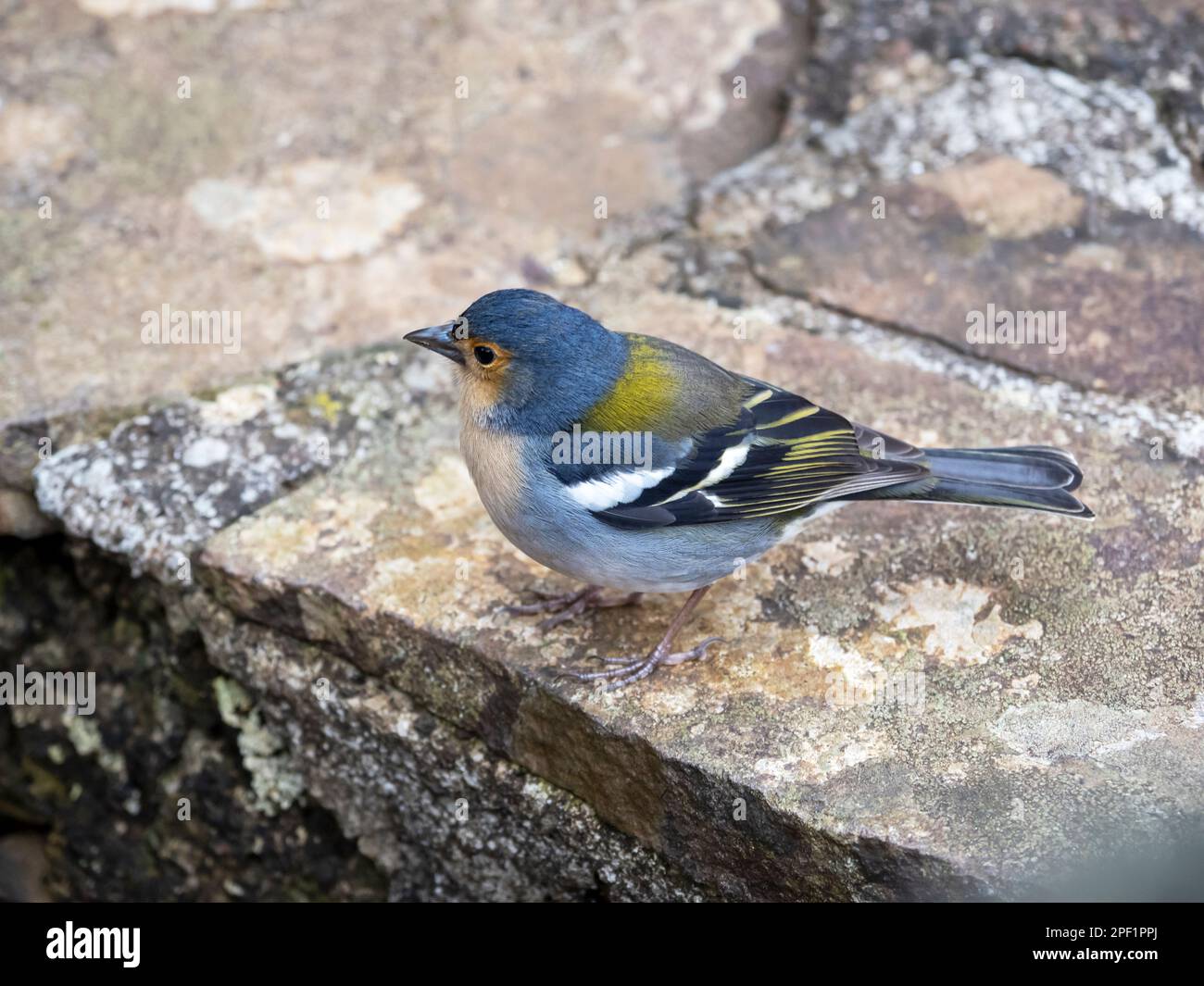 A Madeiran Chaffinch; Fringilla coelebs maderensis in the Laurel forest ...
