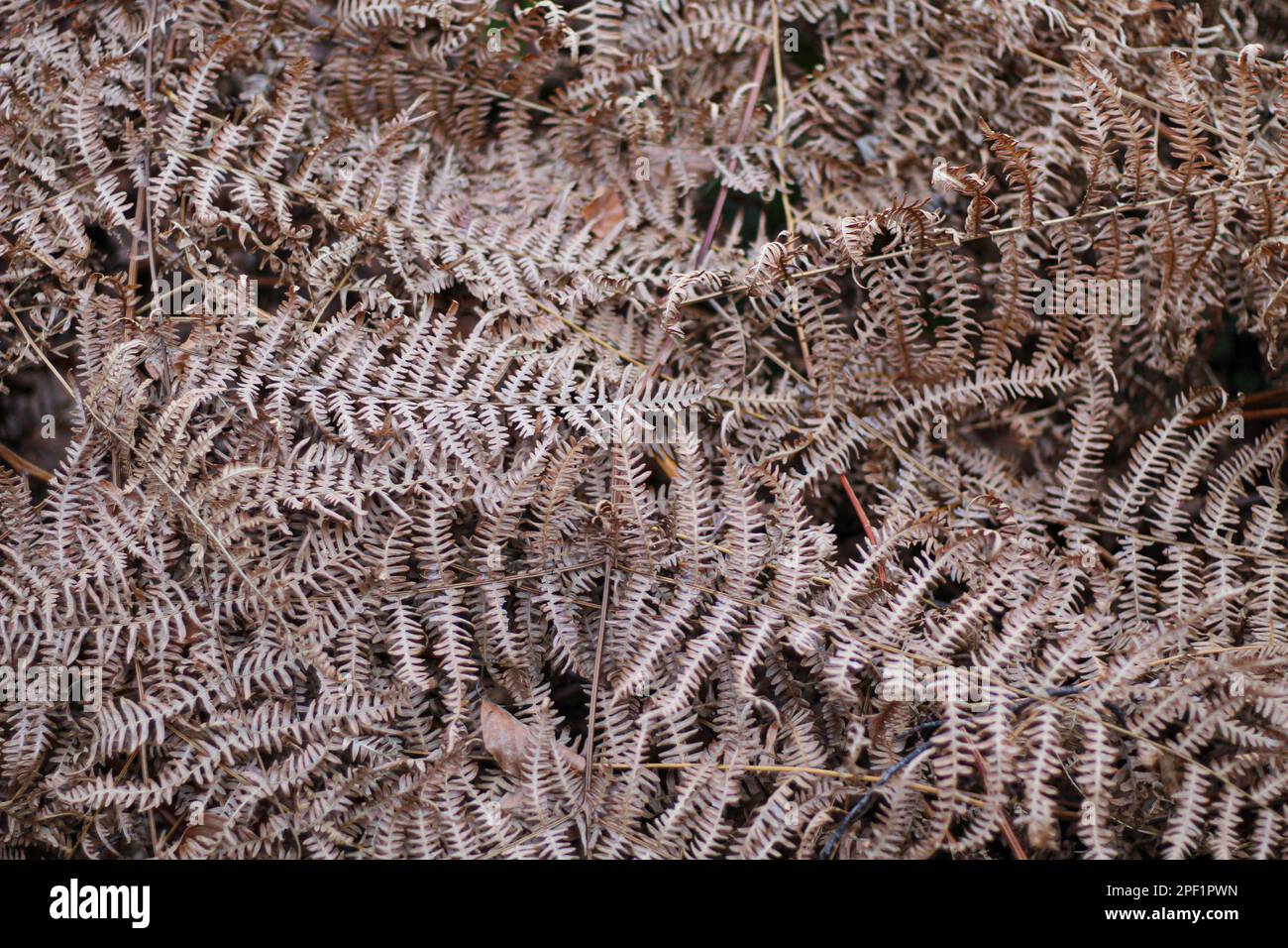 Dry fern branches and leaves background.Wild bush outdoors Stock Photo ...